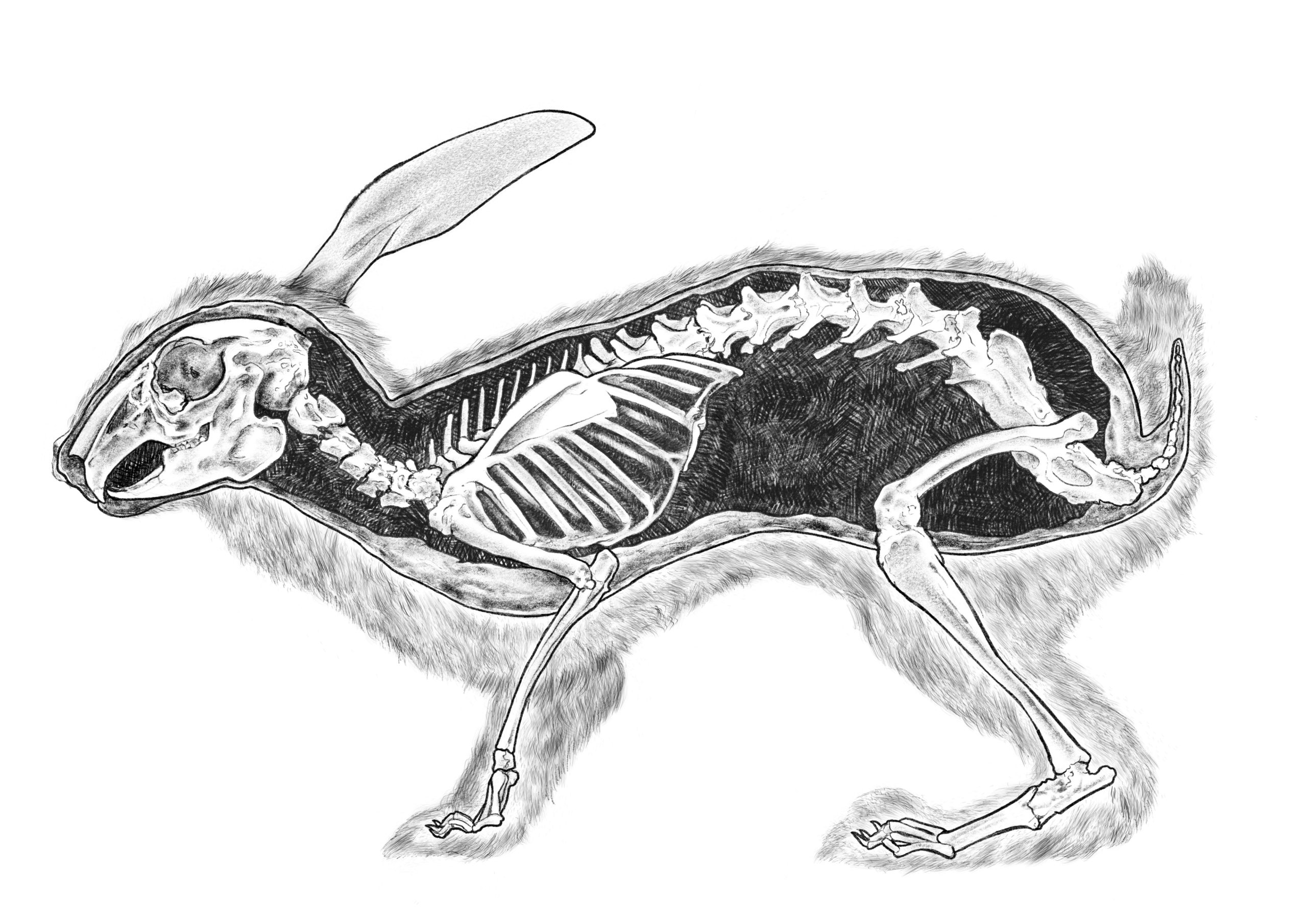 Oryctolagus_Cuniculus • Clarafosca