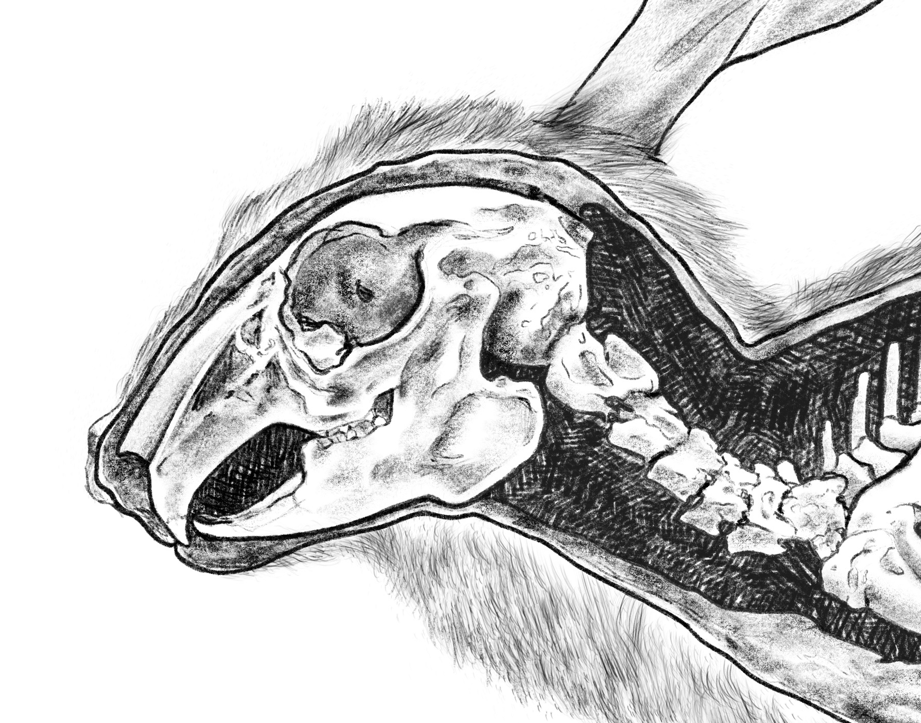 Oryctolagus_Cuniculus – Clarafosca